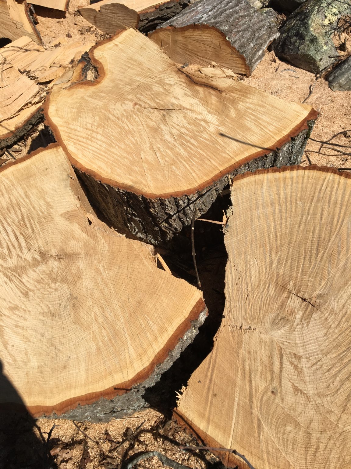 Tree Harvest at the Farm Creates a Mighty Pile of Benefits - Chewonki