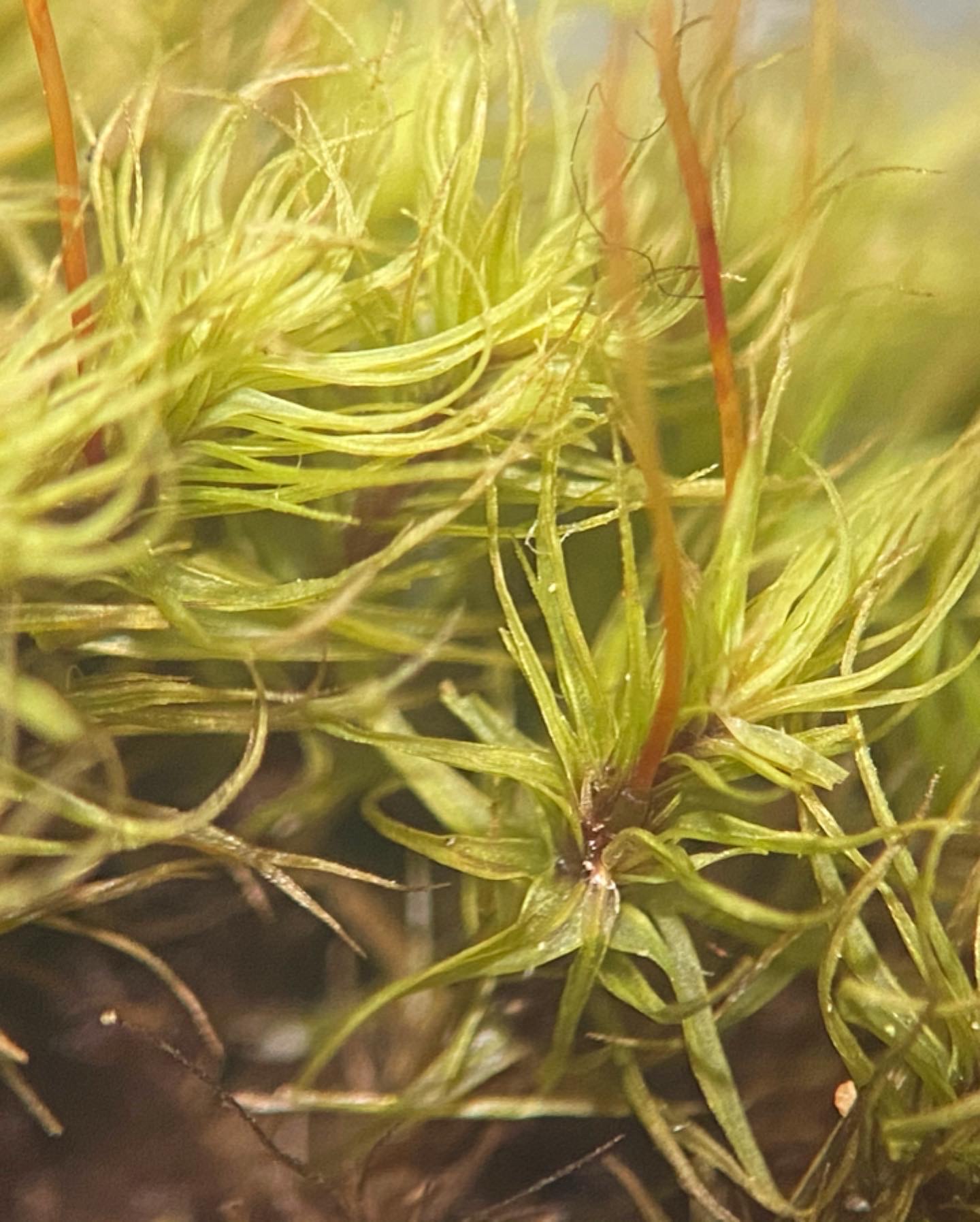 Distinctive "Apple Moss" Spotted on West Shore of Chewonki Neck - Chewonki