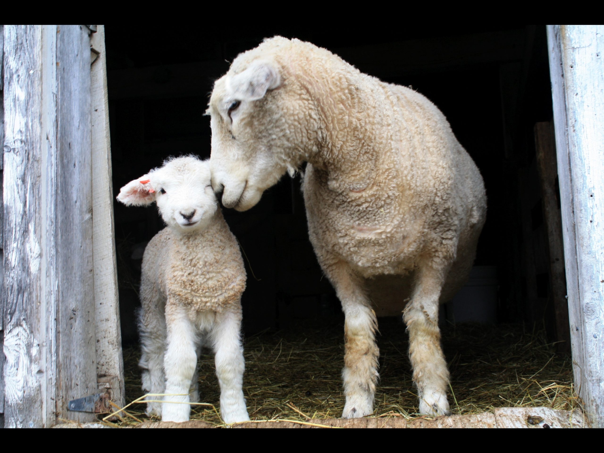 The Chewonki Lamb-Cam is Back! - Chewonki