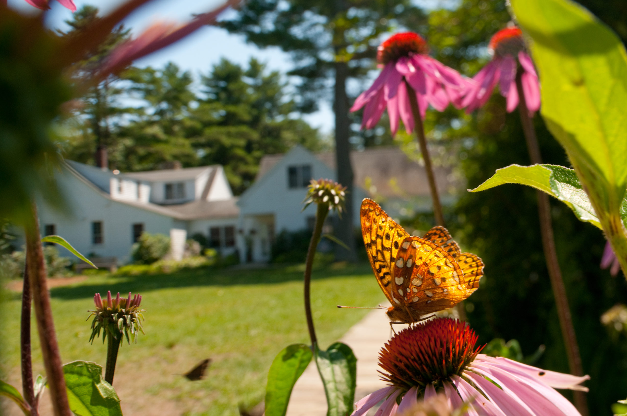 Diversity, Equity, and Inclusion - Chewonki