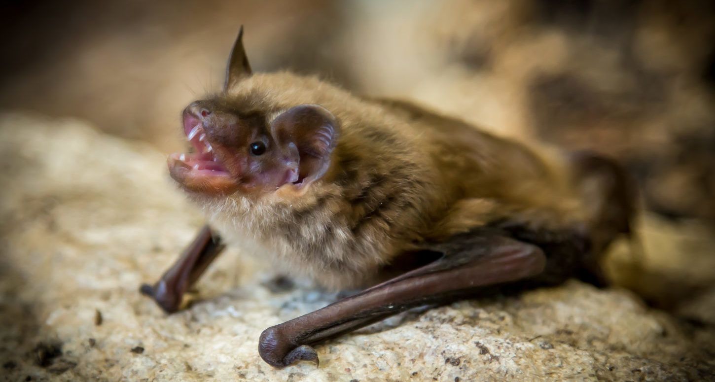 Bats of the World - Chewonki