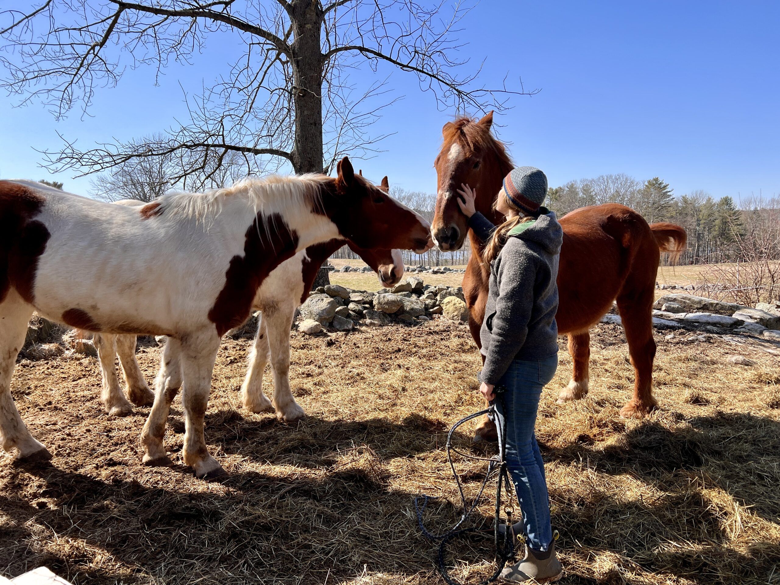 Meet Ike and Ginger - Chewonki